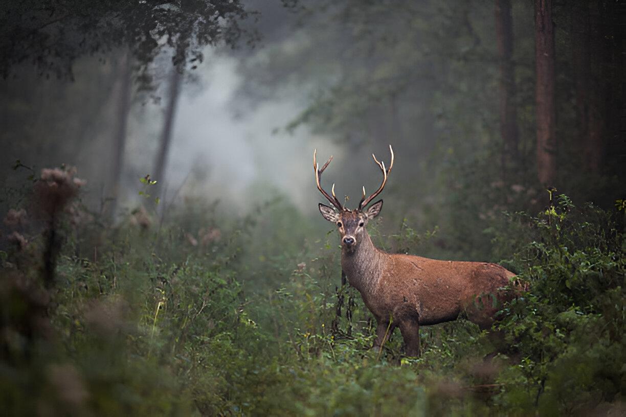 Discovering the Majestic Deer of Ireland in Their Habitats - Woo Travelling